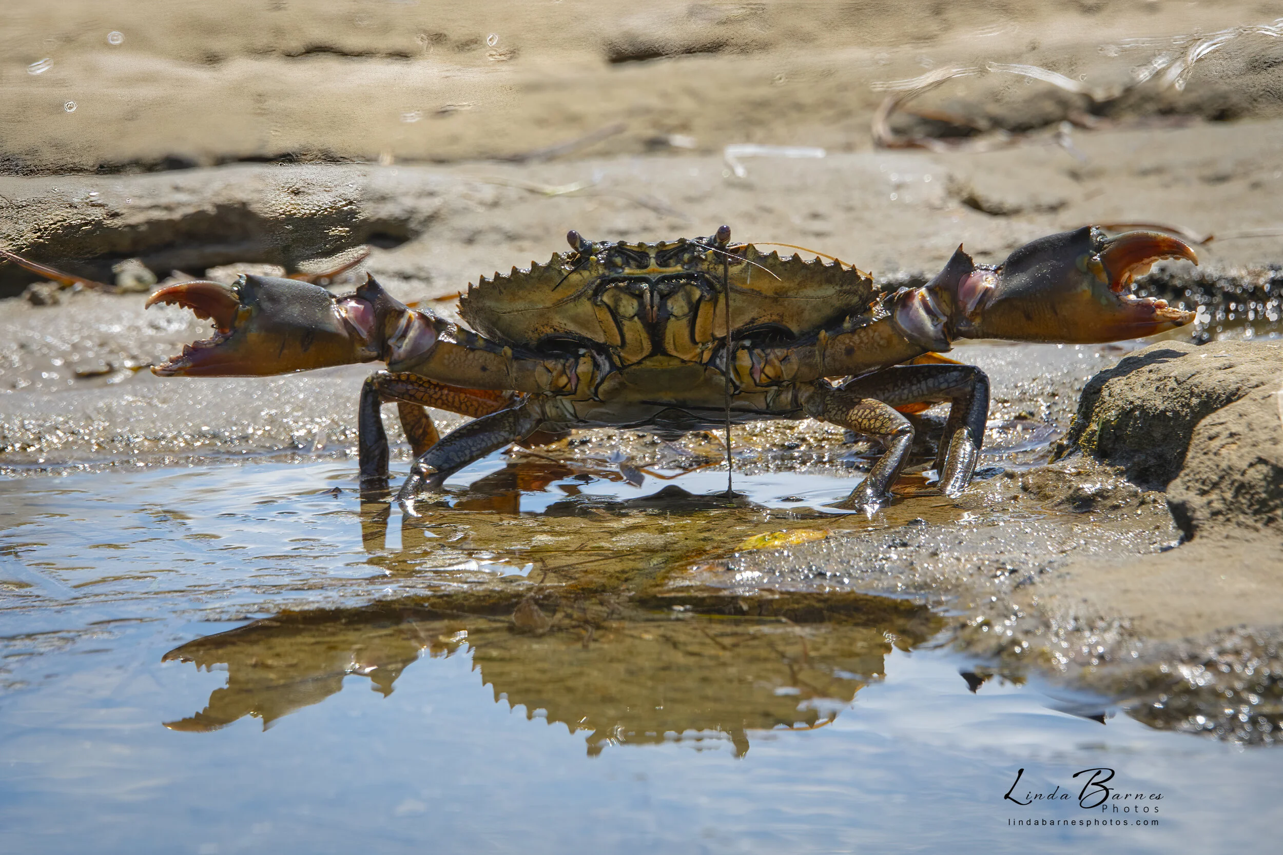 Wildlife - Australia — Linda Barnes Photos