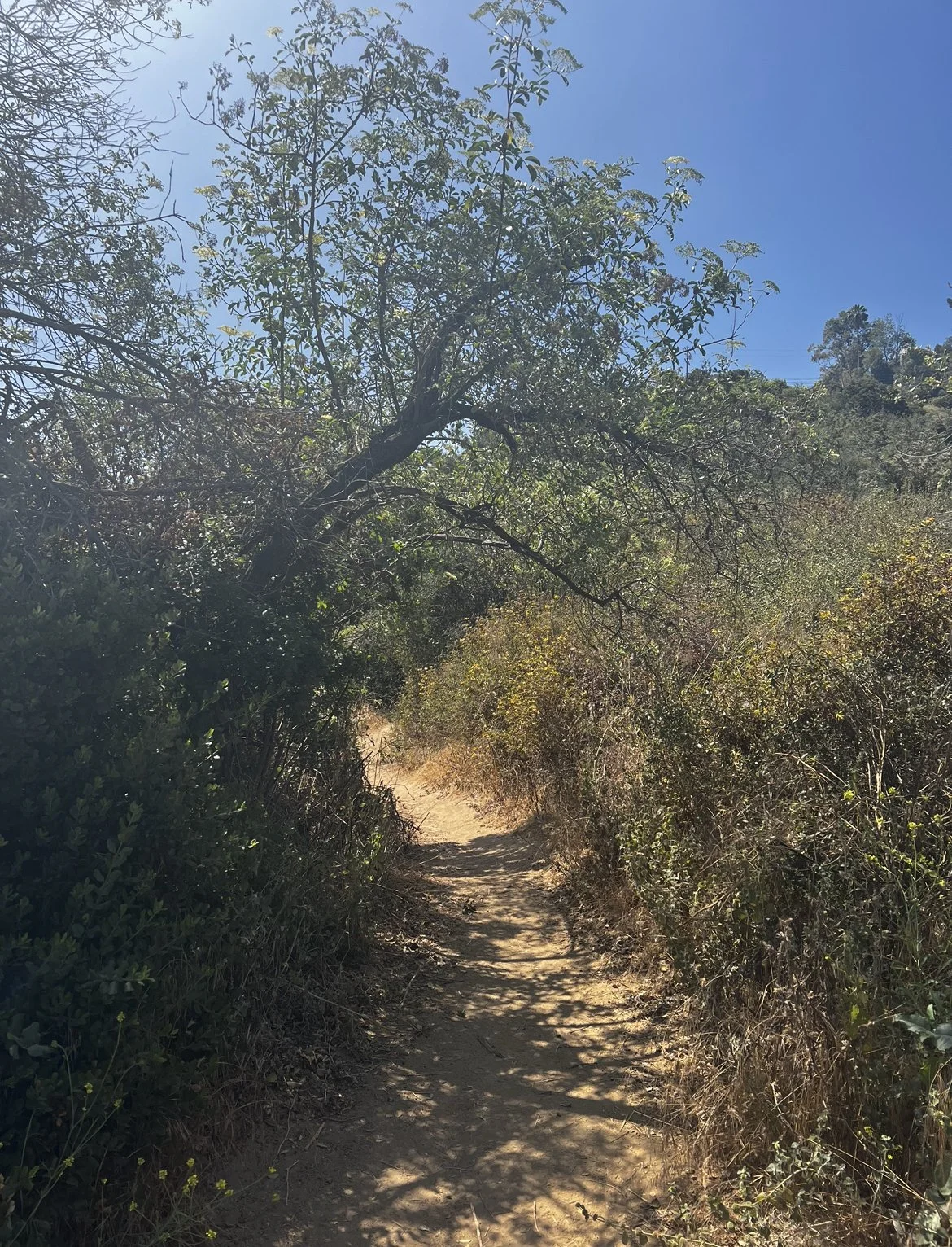 My Path of Reiki — Gaby Azorsky