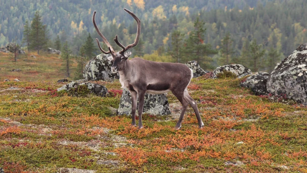 Reindeer Spotting at Filefjell