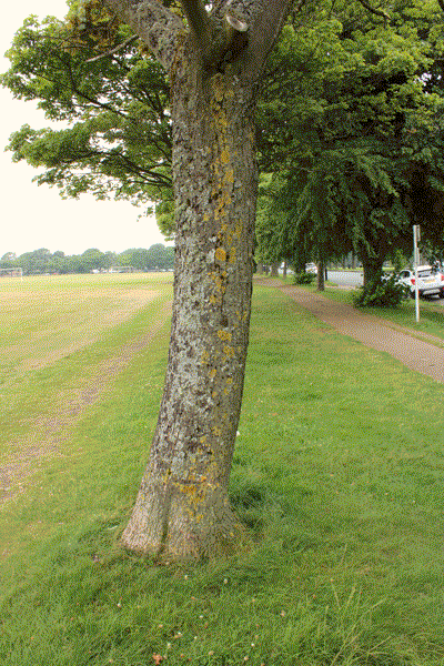 How to create realistic 3D trees — Visual Workshop