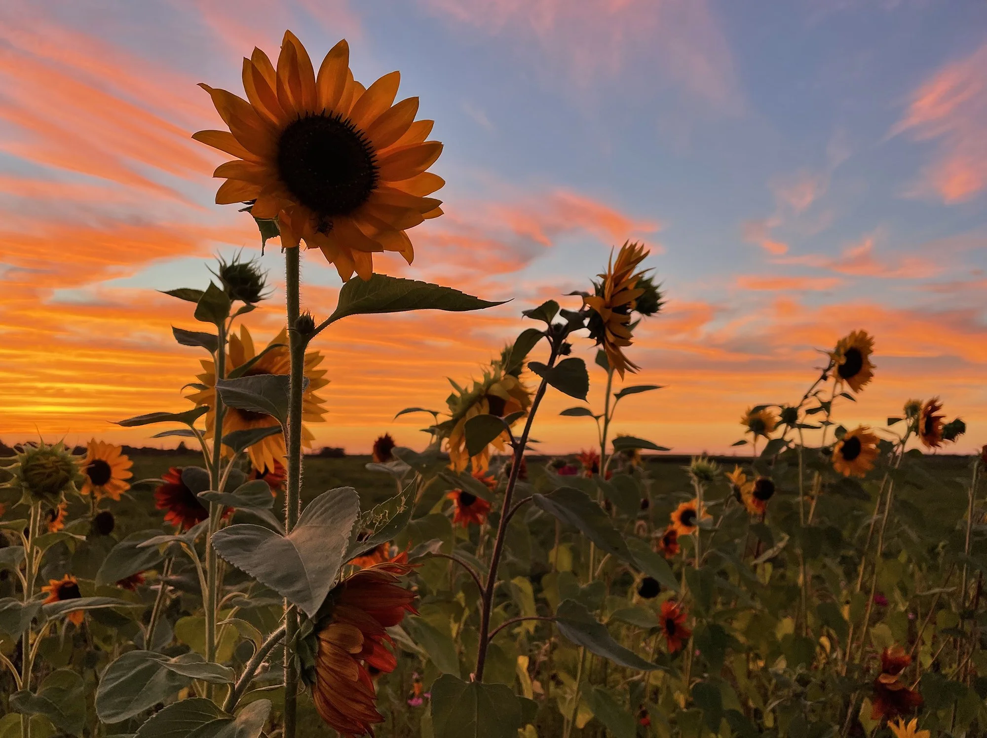 Member Exhibits 2022 Festival — PhotoMidwest