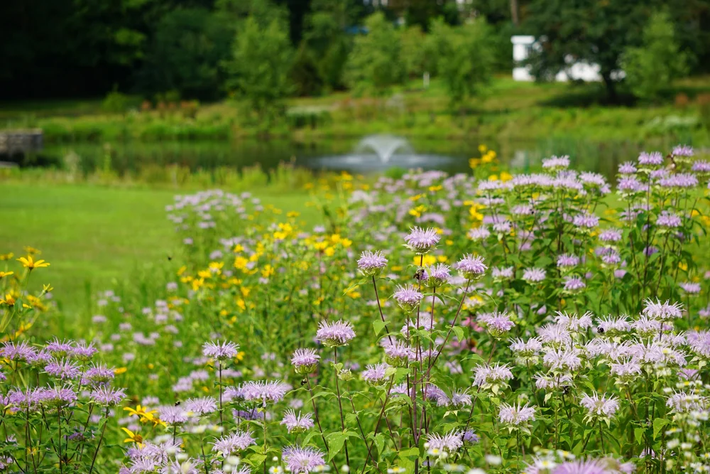 Landscape Eco-transformation — Plan it Wild