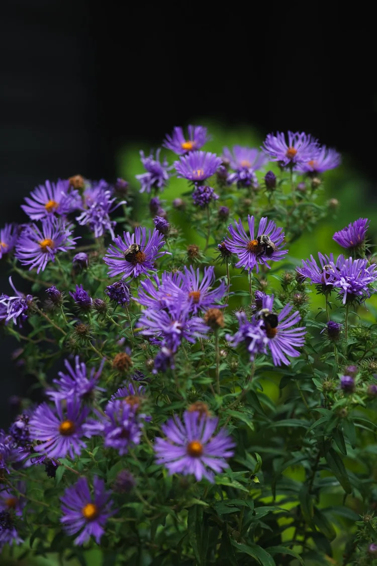 Plan it Wild — Native Landscape Design