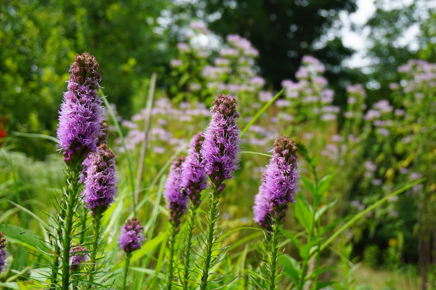 Plan it Wild — Native Landscape Design