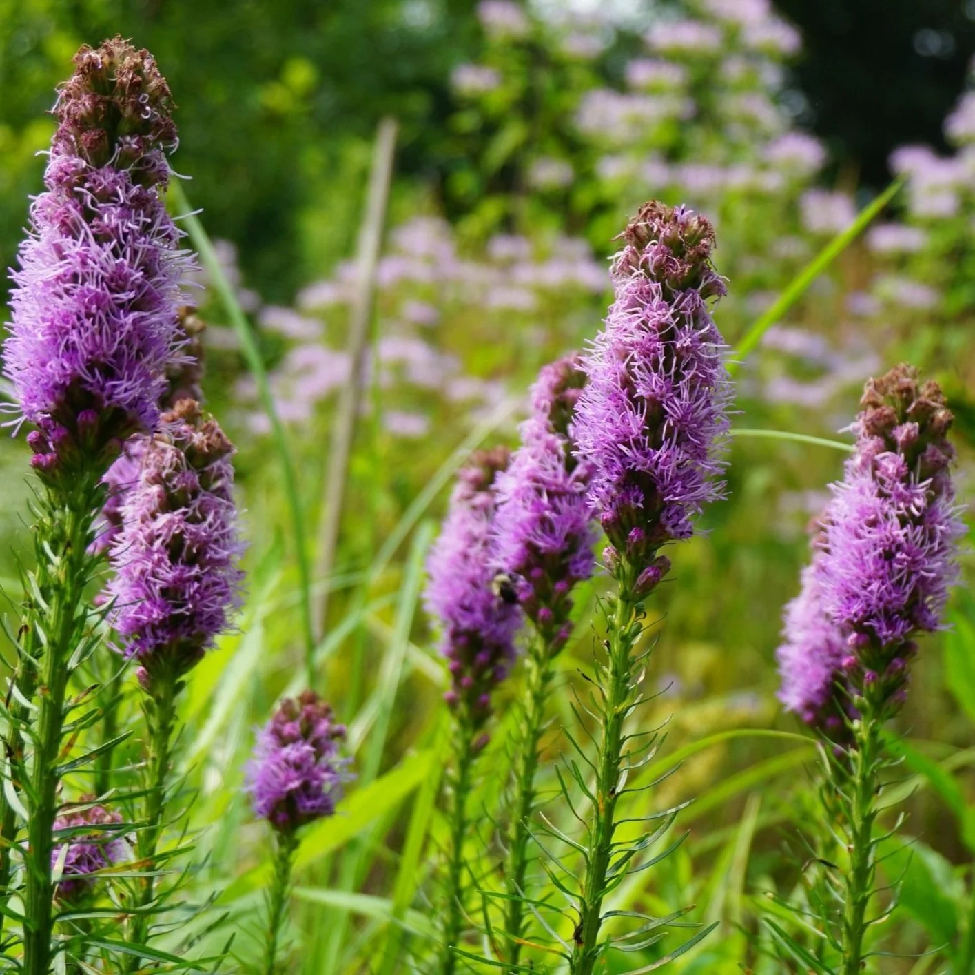 Plan it Wild — Native Landscape Design