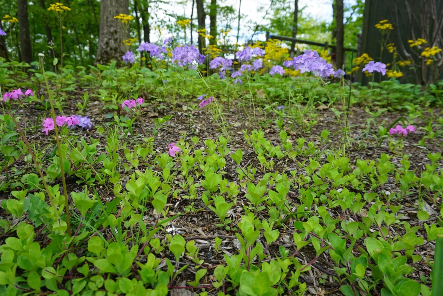 Ecological Landscaping & Native Plant Design | Plan it Wild Services