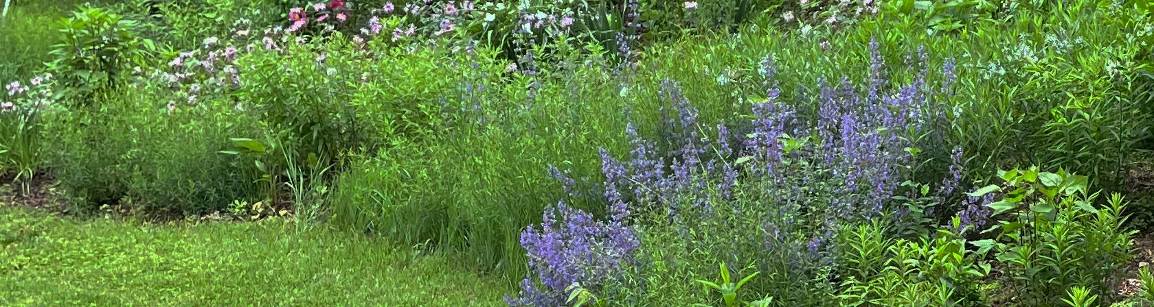 Plan it Wild — Native Landscape Design