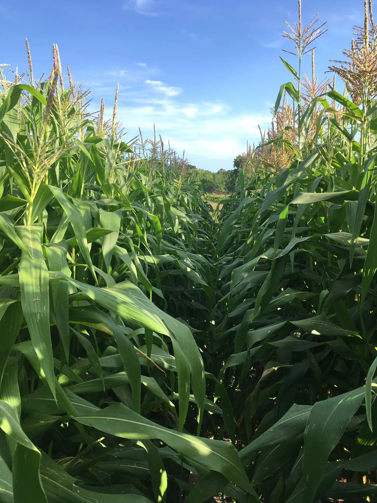 About — DK Farms