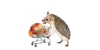 The Hedgehog Store | Great Variety Hedgehog Supplies