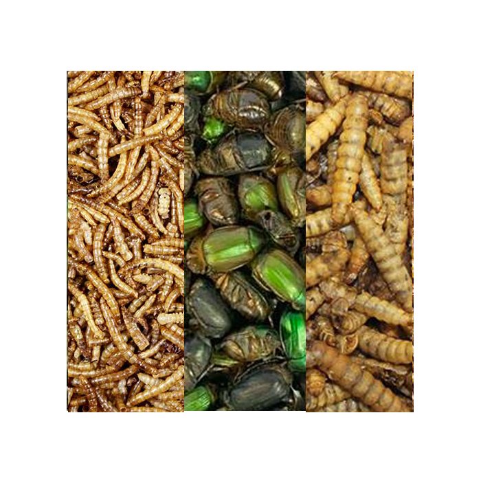 The Hedgehog Store | Pet Hedgehog Supplies