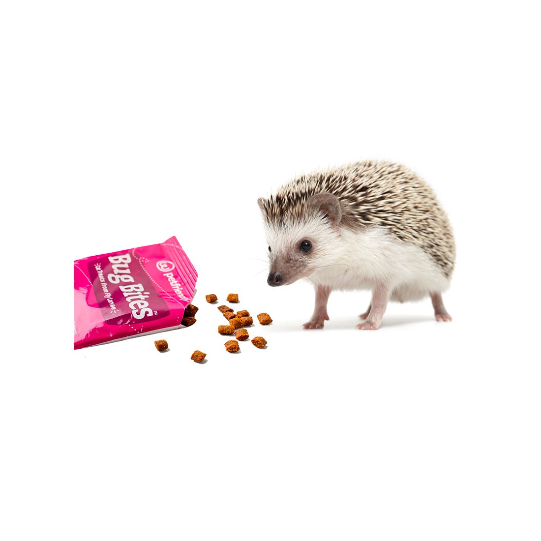The Hedgehog Store | Pet Hedgehog Supplies
