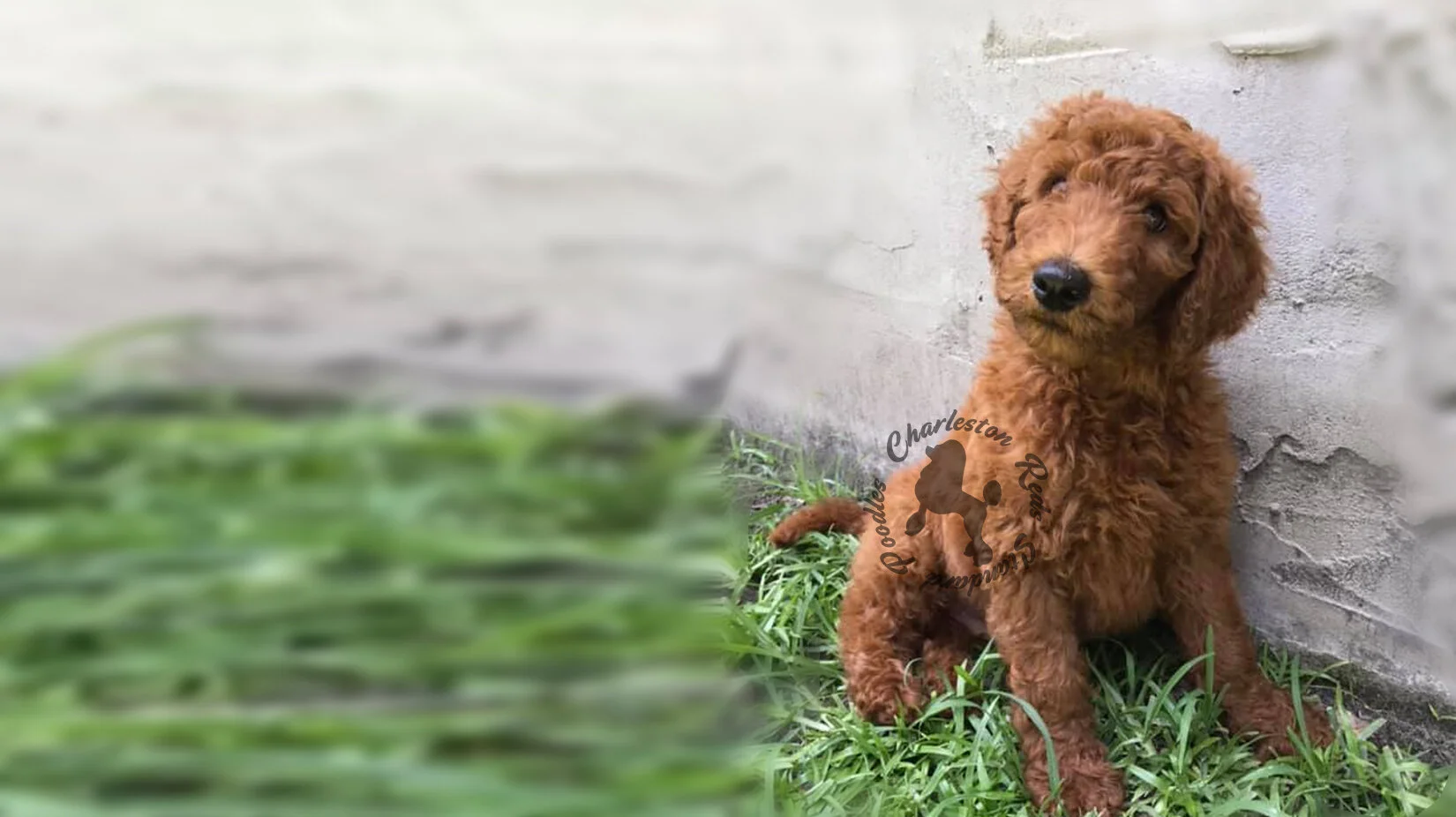 Red Standard Poodle Puppies
