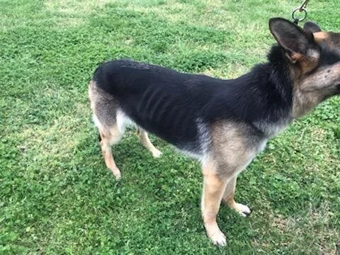 Why Does A German Shepherds Tail Curl