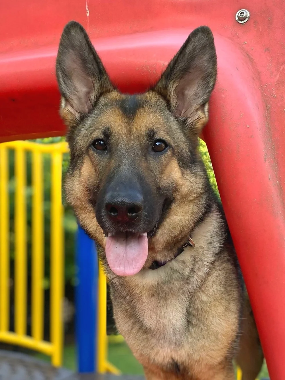 Adoptable Dogs — Middle Tennessee German Shepherd Rescue