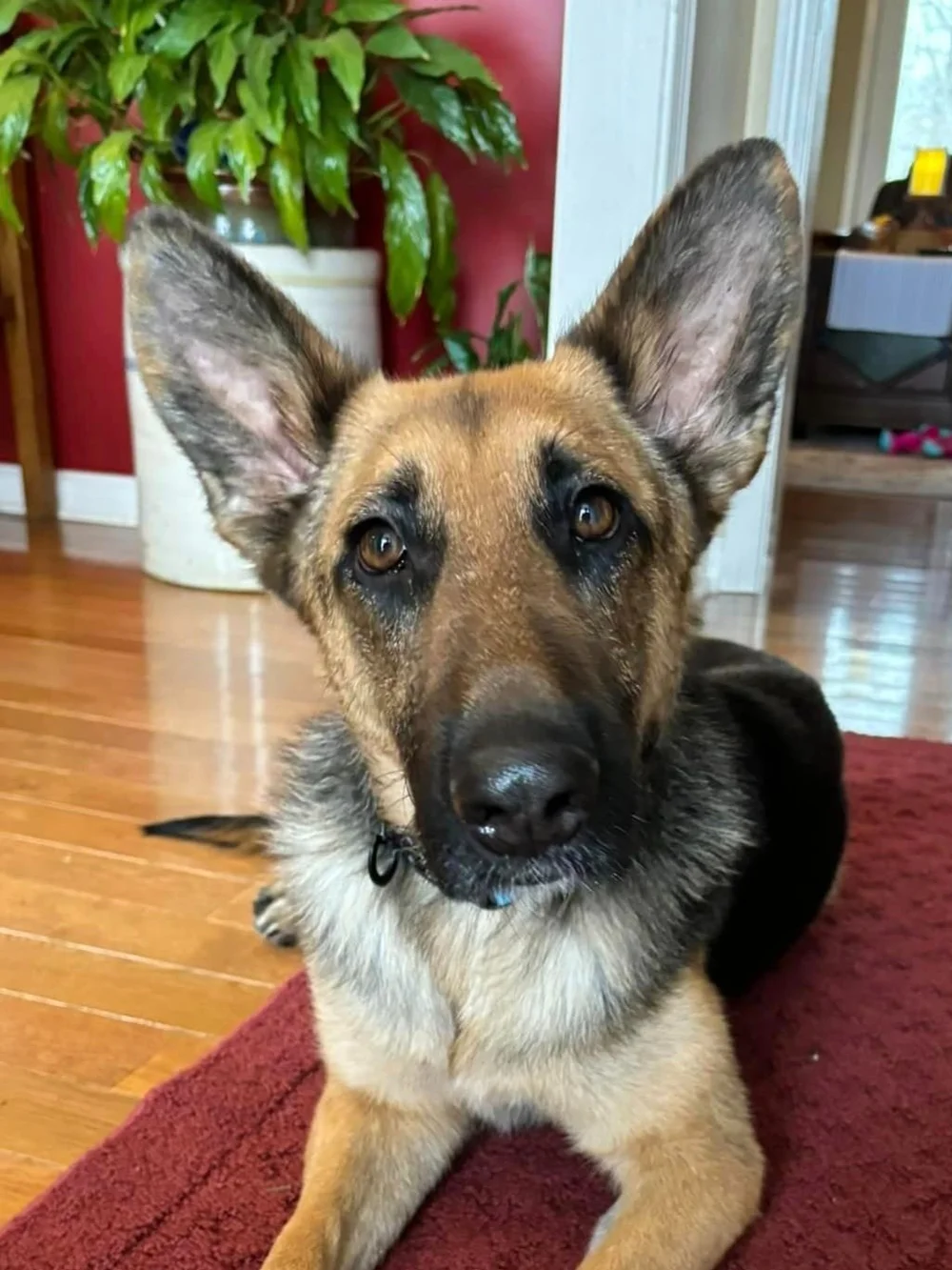 Adoptable Dogs — Middle Tennessee German Shepherd Rescue