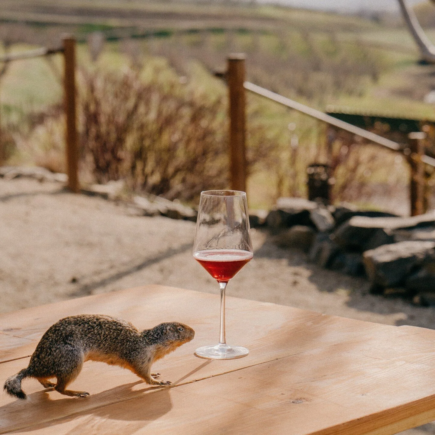 Sage Rat Wine