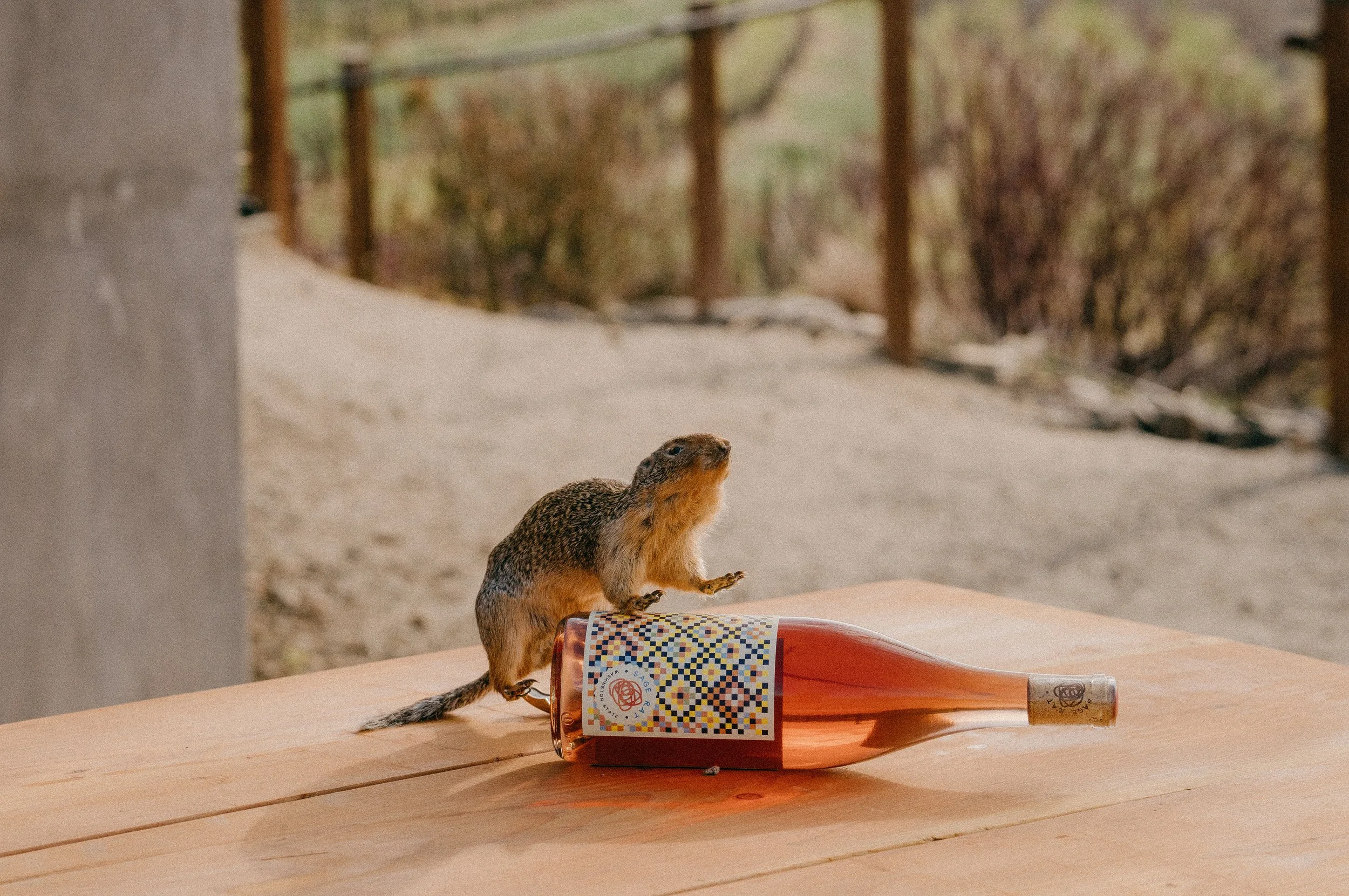 Squirrel Drinking Wine