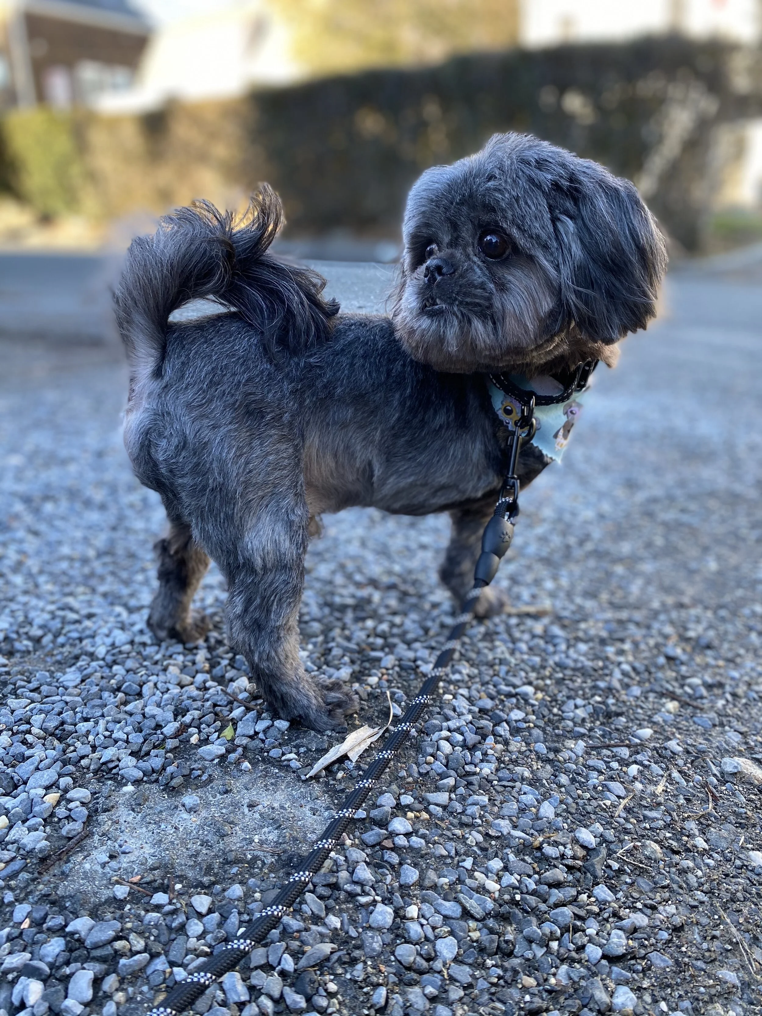 Strong Paws Rescue, Inc.