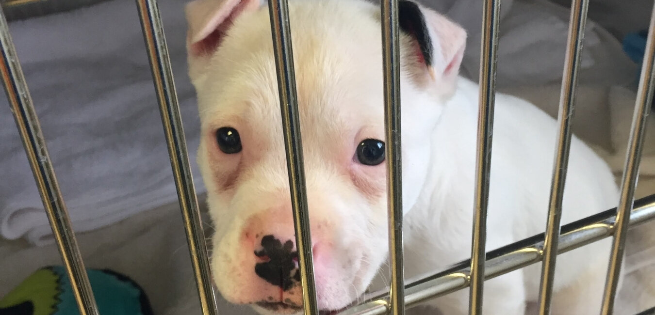 Grosse Pointe Animal Adoption Society