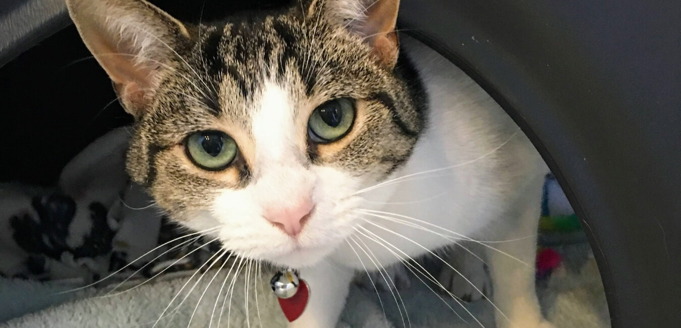 Grosse Pointe Animal Adoption Society