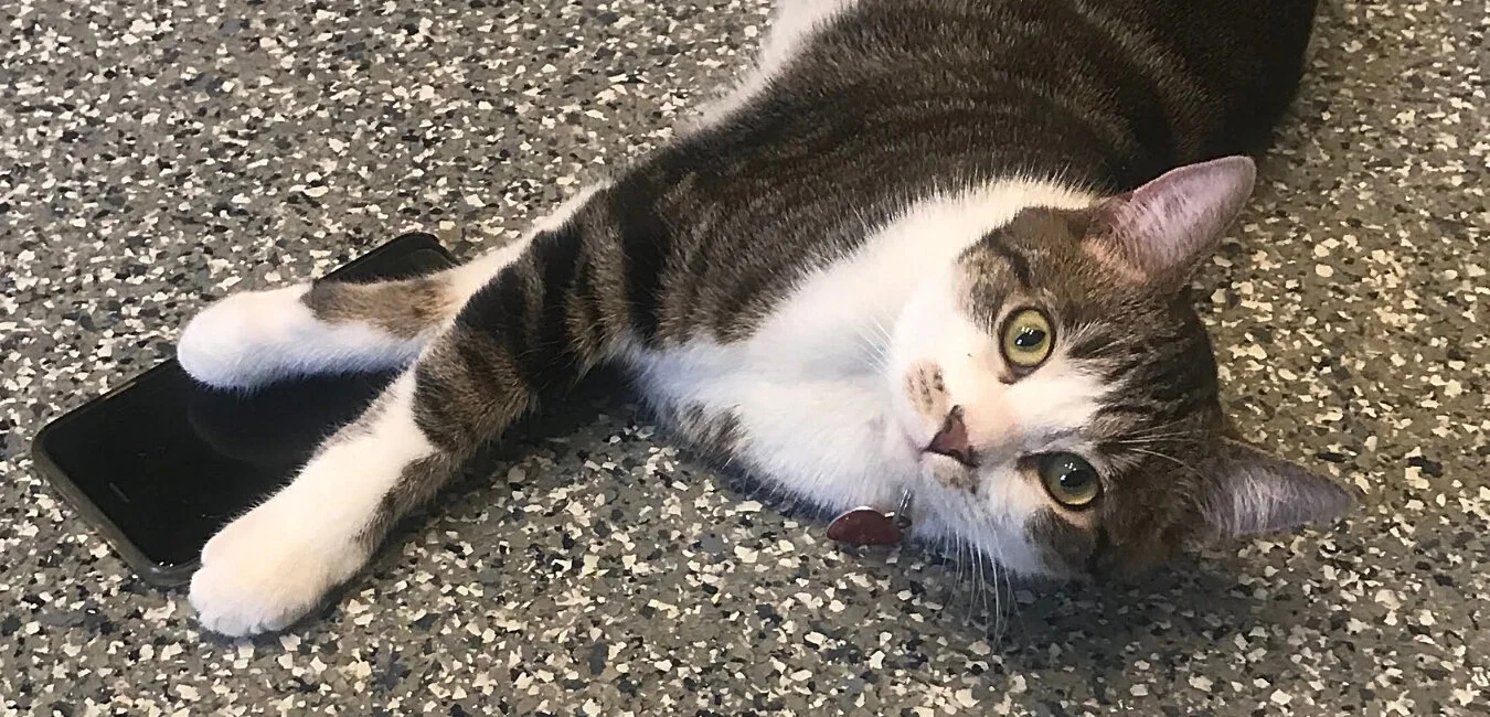 Contact — Grosse Pointe Animal Adoption Society