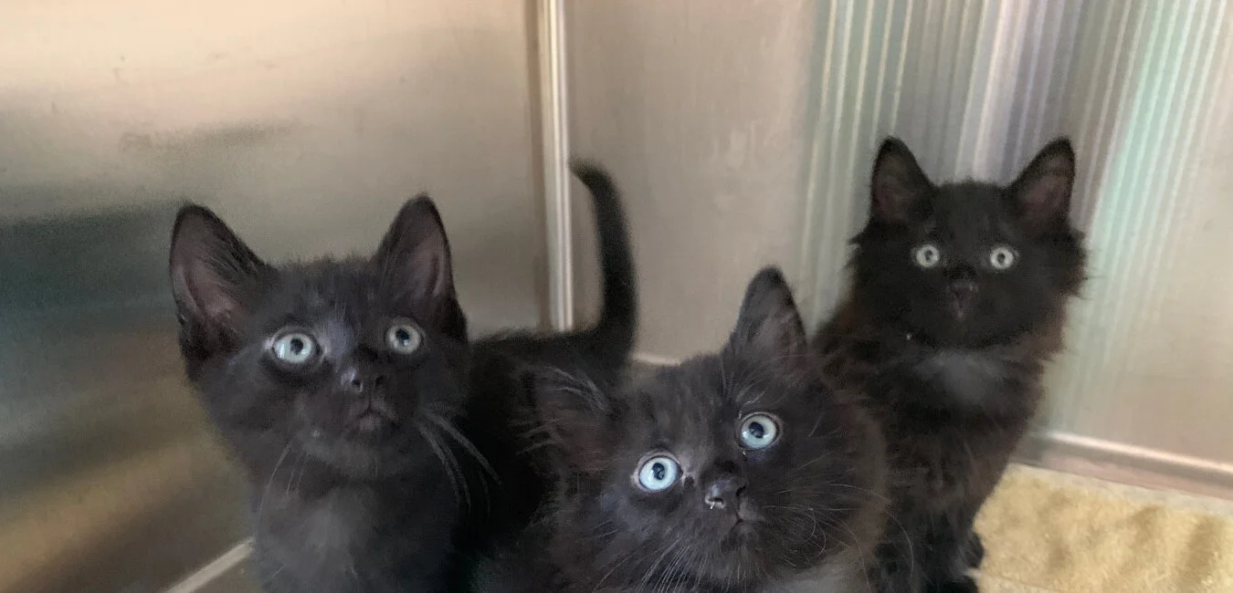 Grosse Pointe Animal Adoption Society