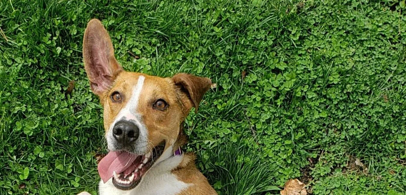 Grosse Pointe Animal Adoption Society