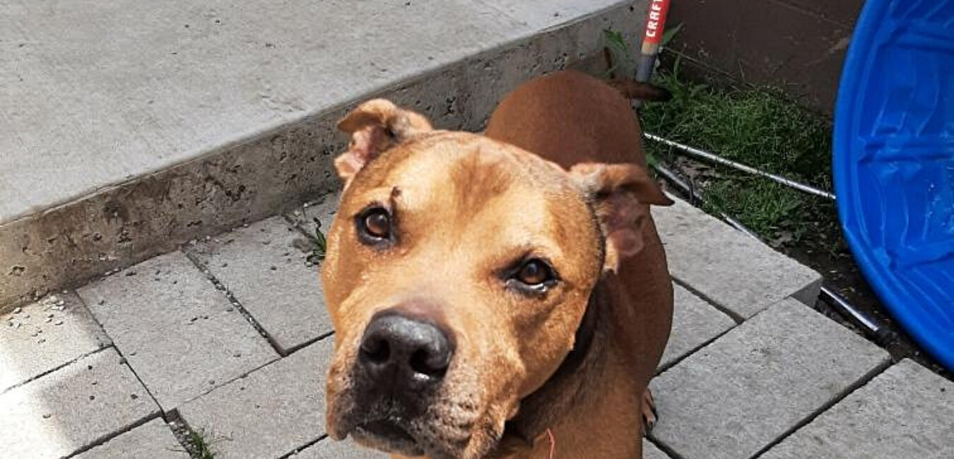 Grosse Pointe Animal Adoption Society