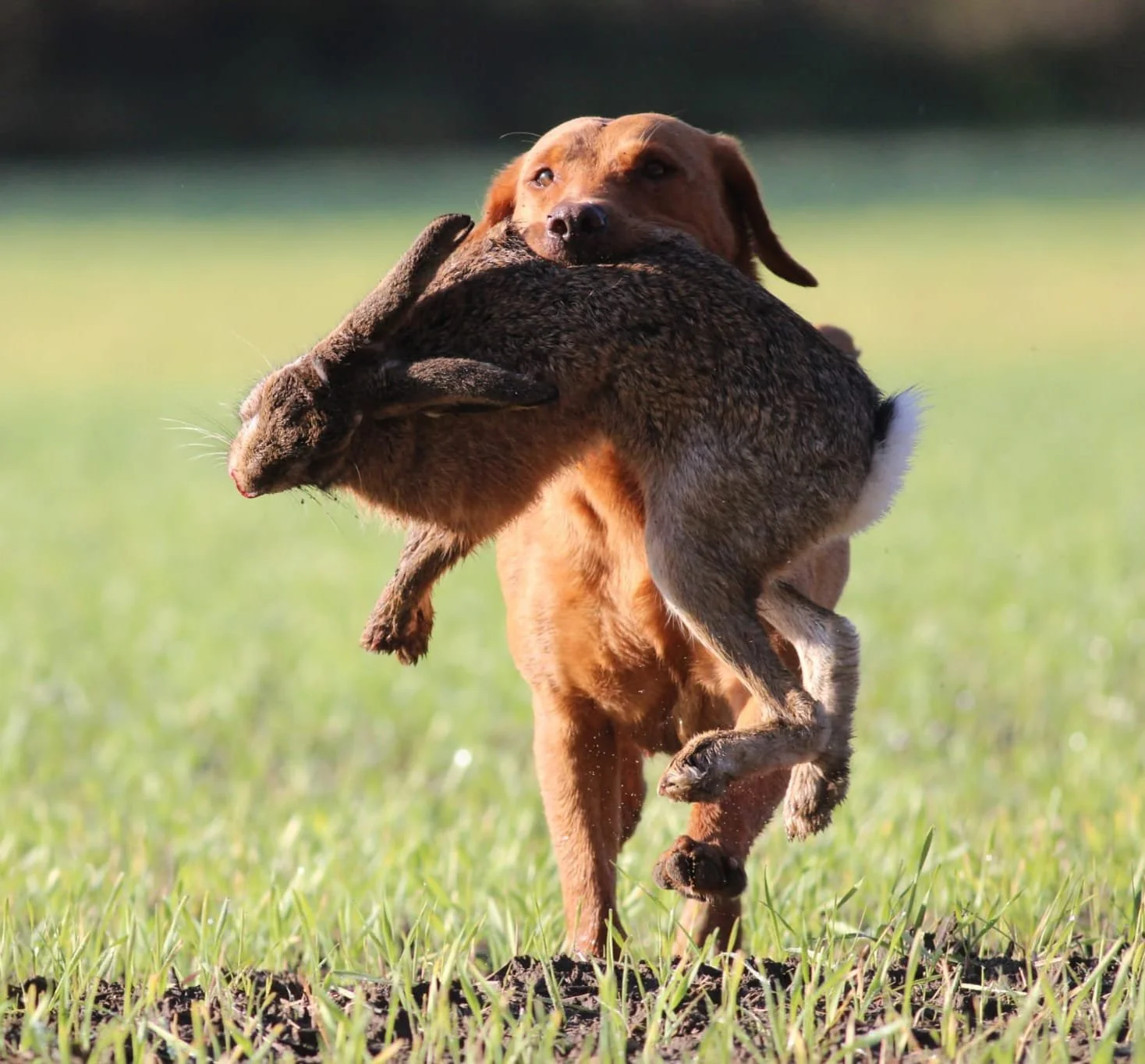 Puppies — De Hagemors