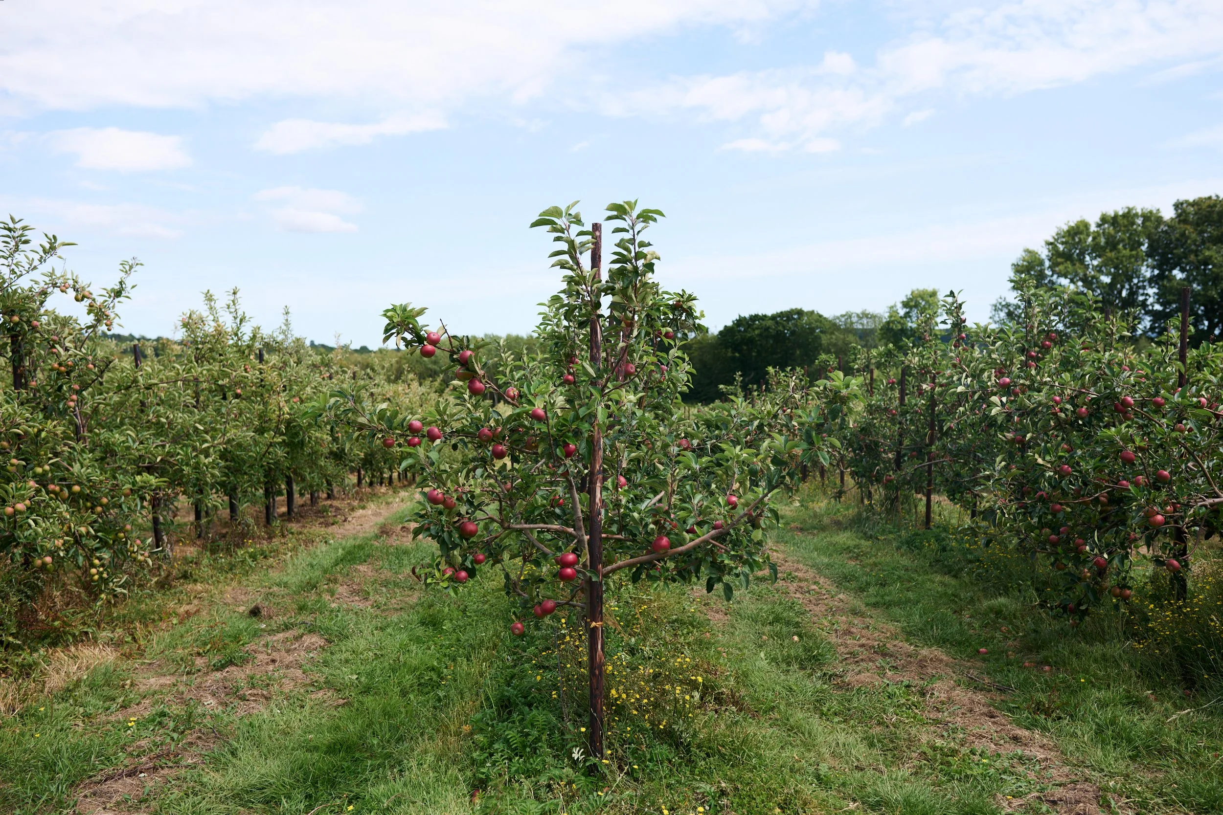 Ringden Farm — Shrub London