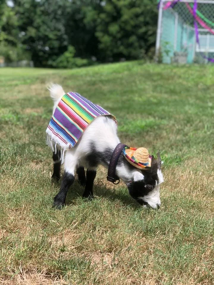 Rowandale Therapy Goats