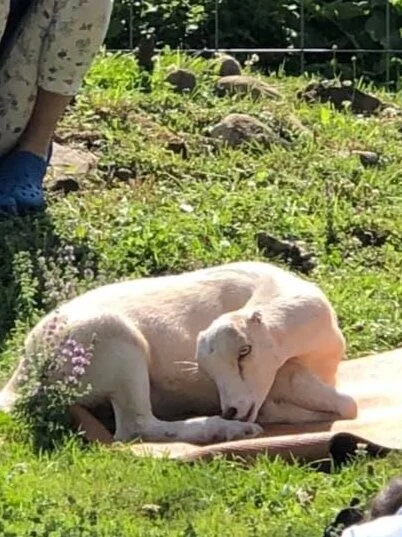 Rowandale Therapy Goats