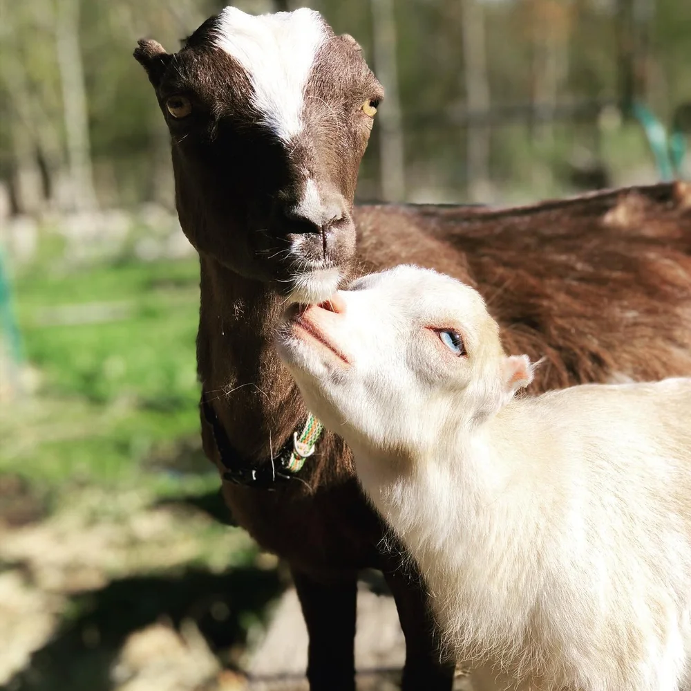 Rowandale Therapy Goats
