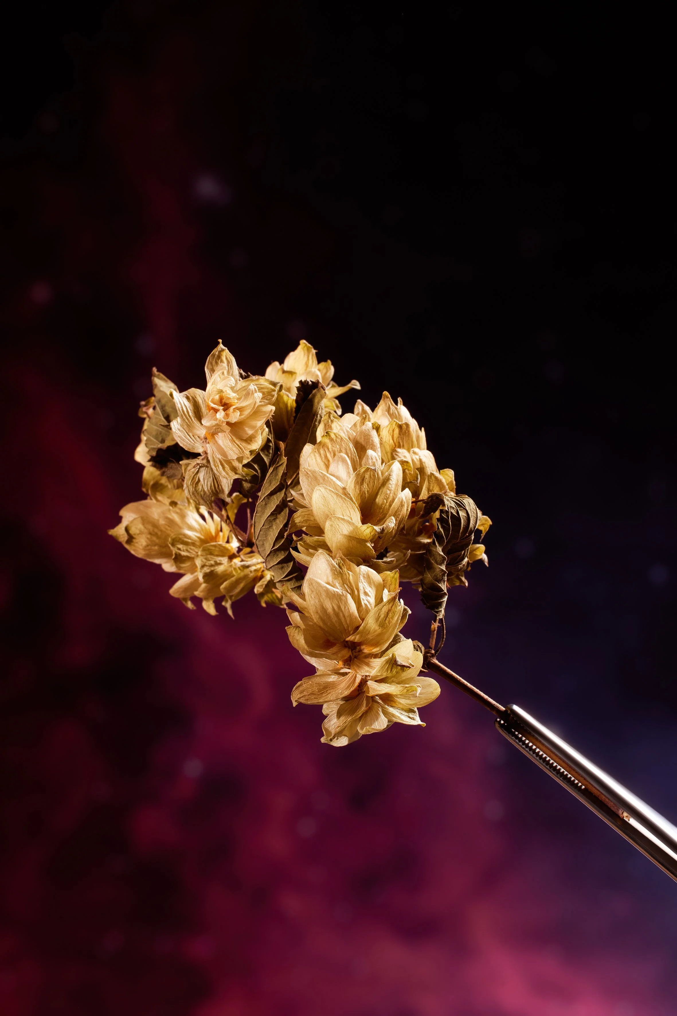 Collider — Duzi Studio