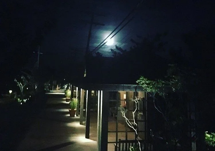 The Seasons of the Pines… — Fire Island Pines Historical Society