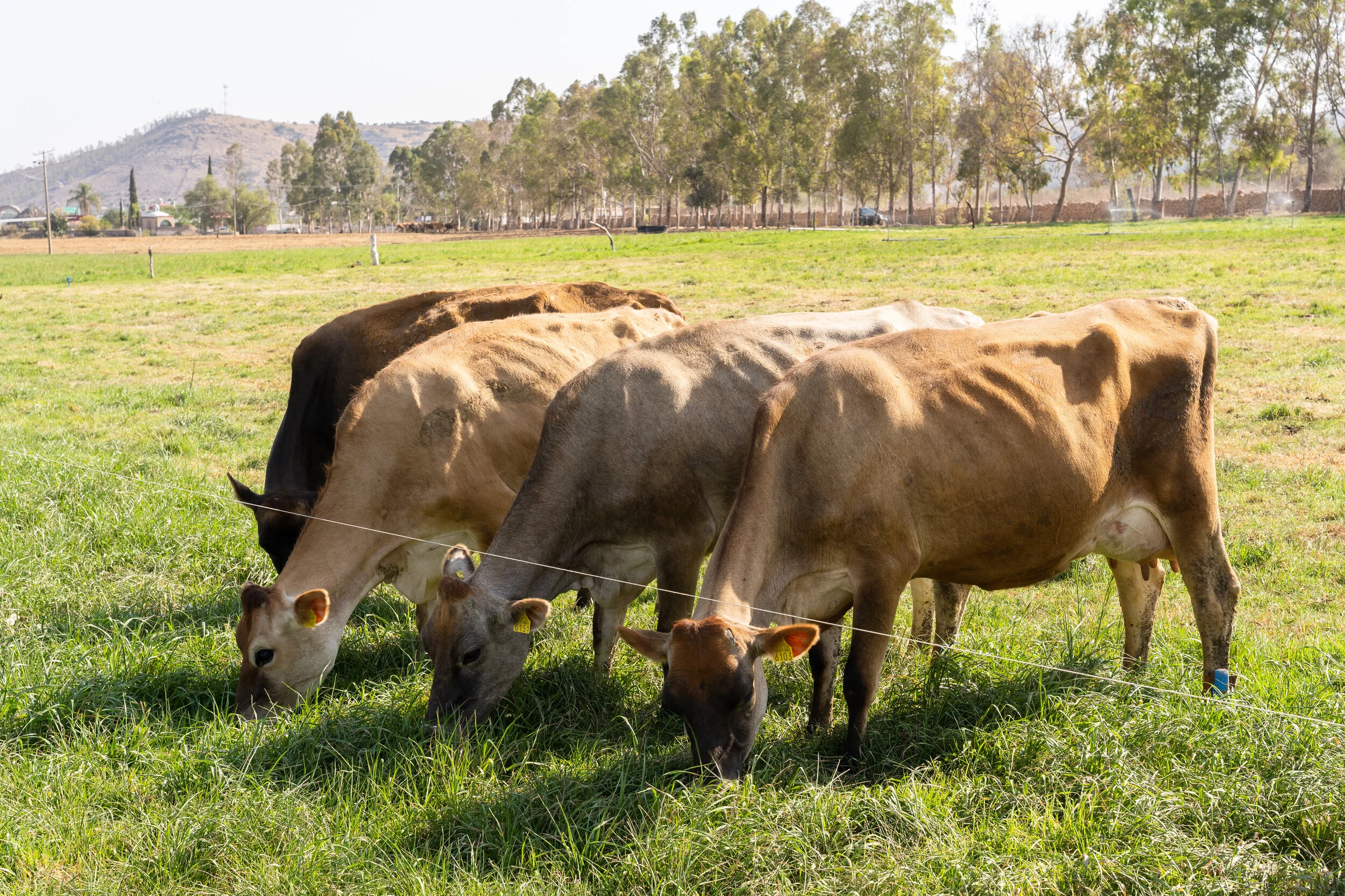 Vacas Jersey: La raza lechera de mejor calidad — Flor de Alfalfa