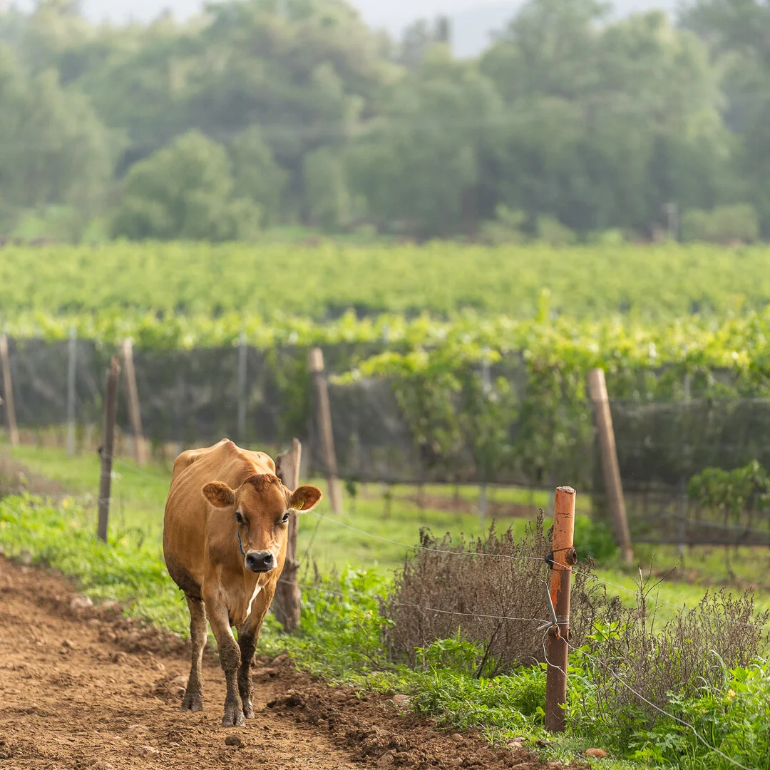 Vacas Jersey: La raza lechera de mejor calidad — Flor de Alfalfa
