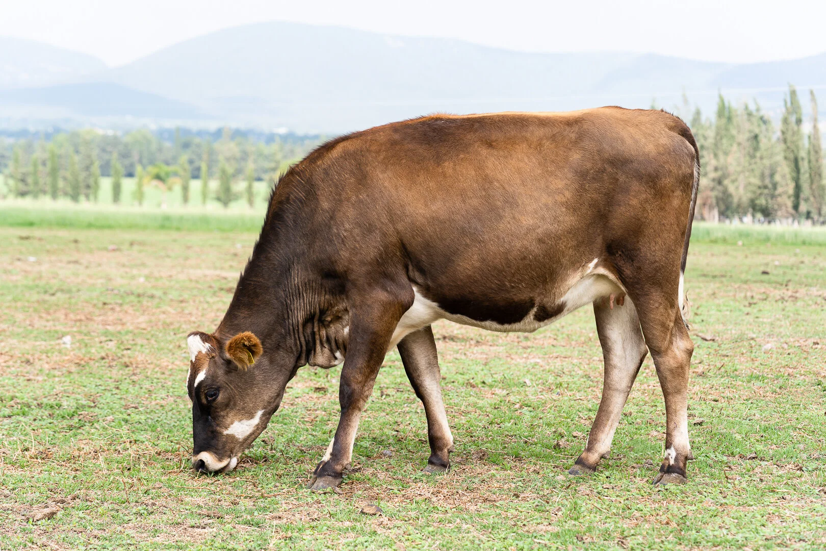 Vacas Jersey: La raza lechera de mejor calidad — Flor de Alfalfa