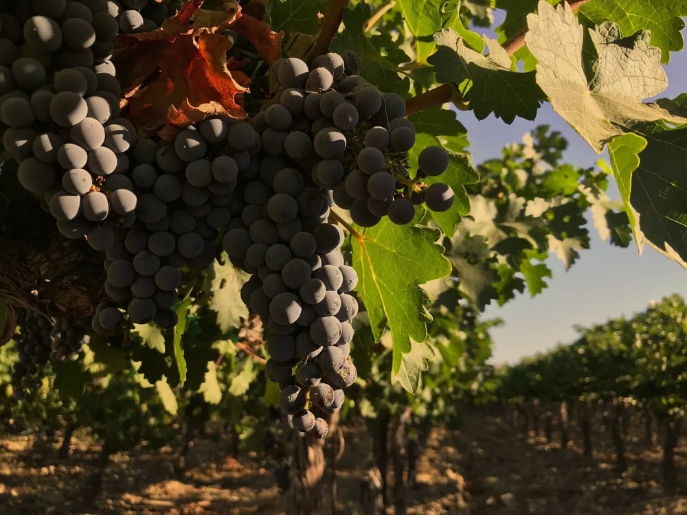 Glyphosate In Wine: It Isn't Bad... It's Horrendous — CENTRALAS