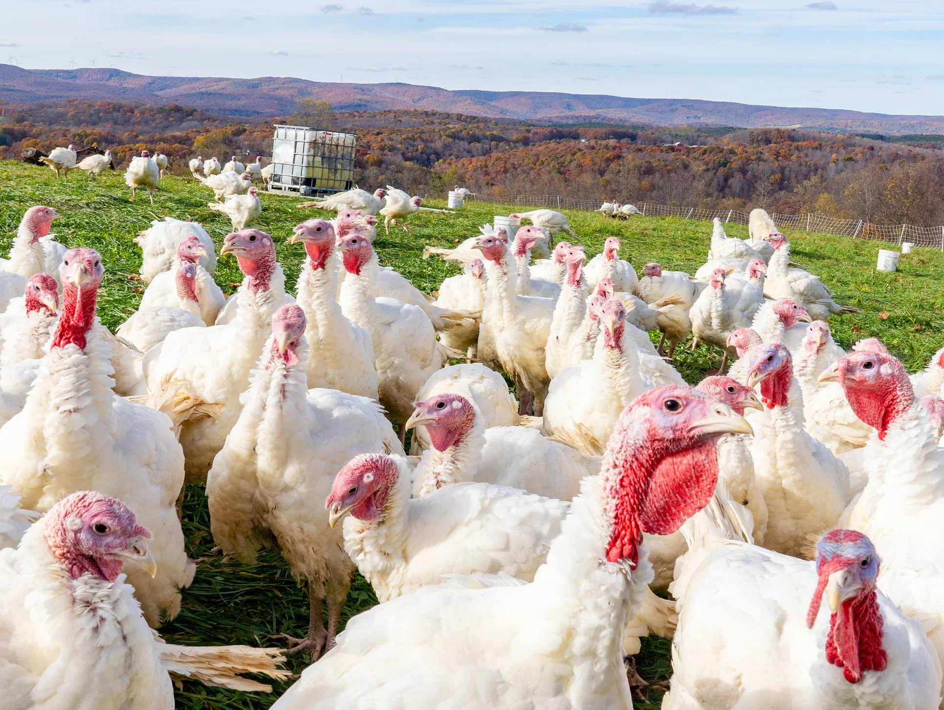 What’s Different About Pastured Turkey? — Footprints Farm