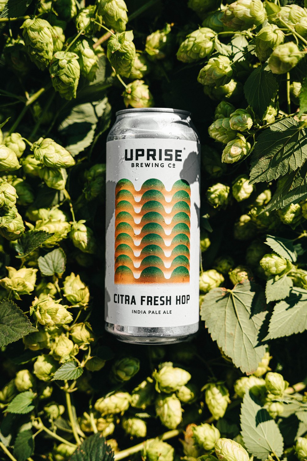 Uprise Brewing Co. — Beer