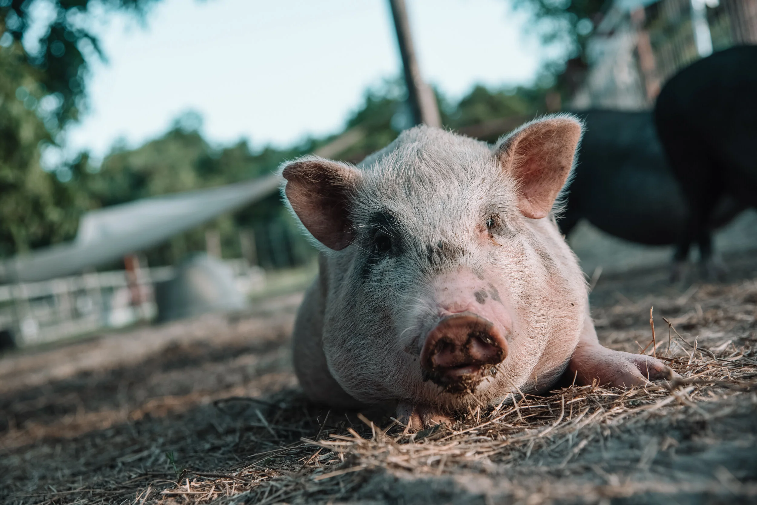 Support — Central Texas Pig Rescue