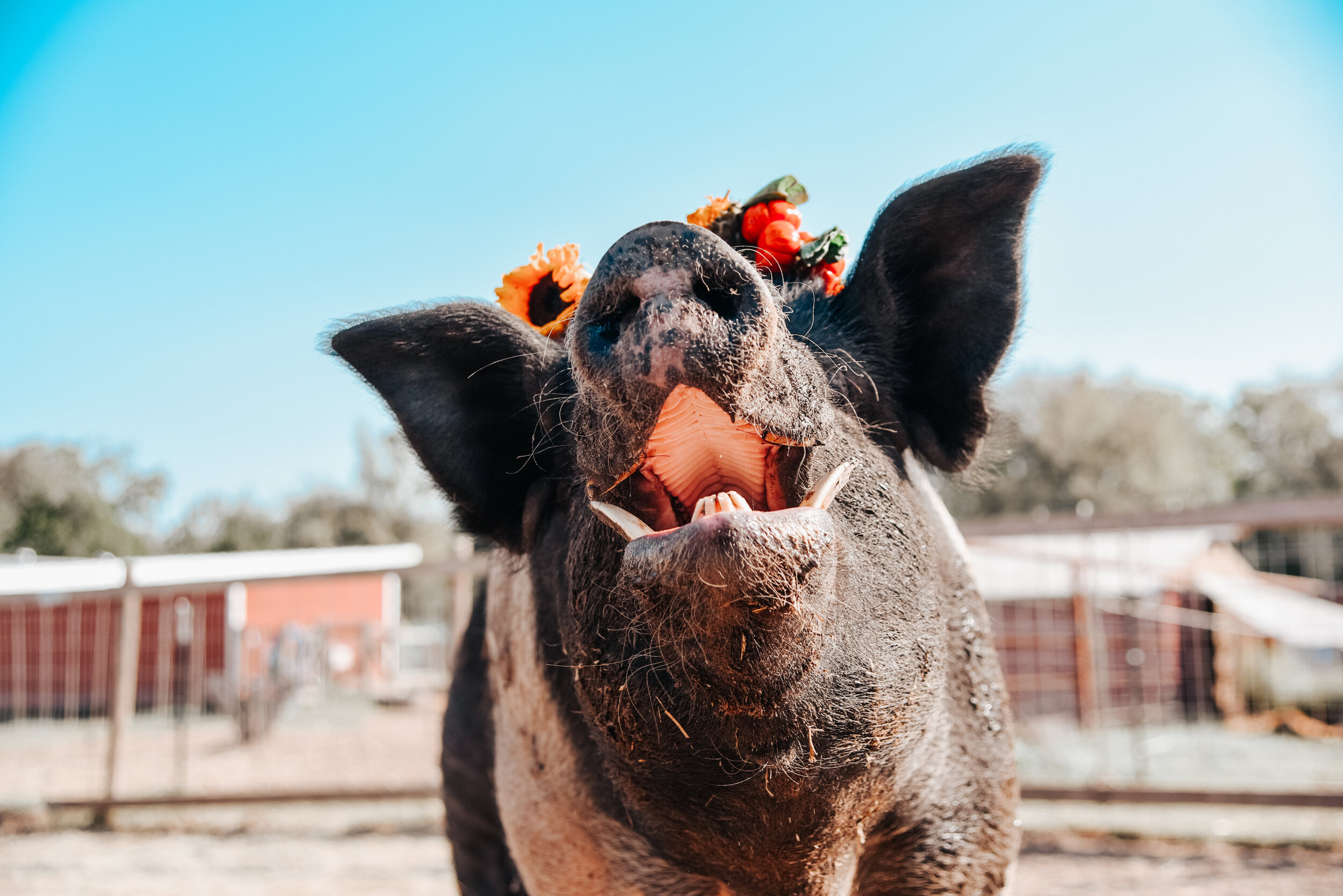 About — Central Texas Pig Rescue