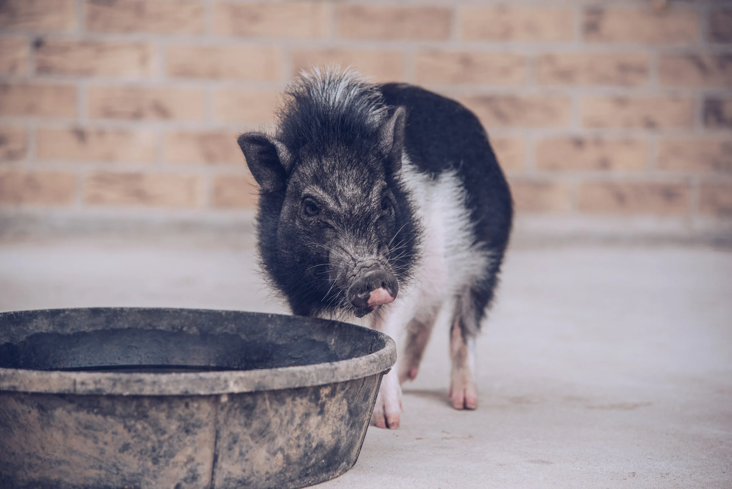 Micro Pig Myth — Central Texas Pig Rescue
