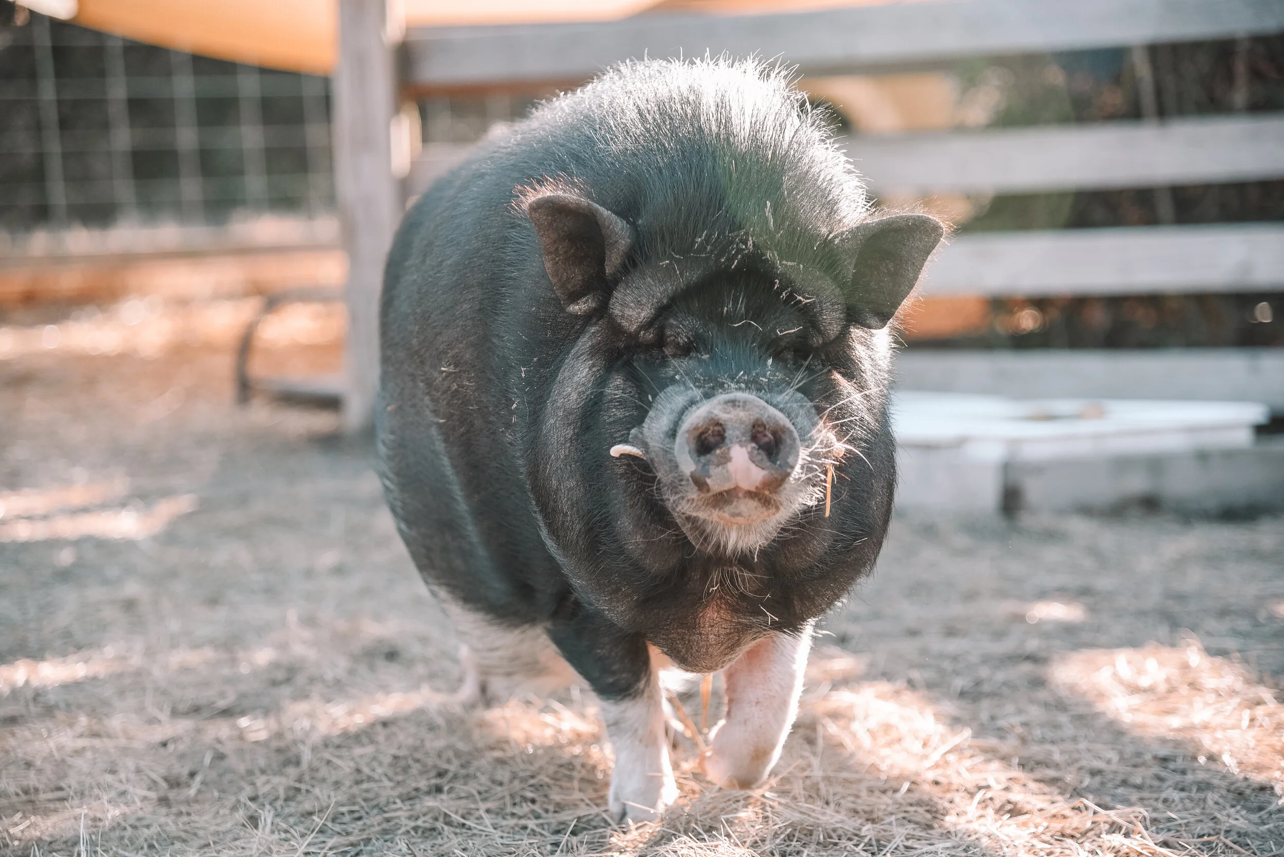 Micro Pig Myth — Central Texas Pig Rescue