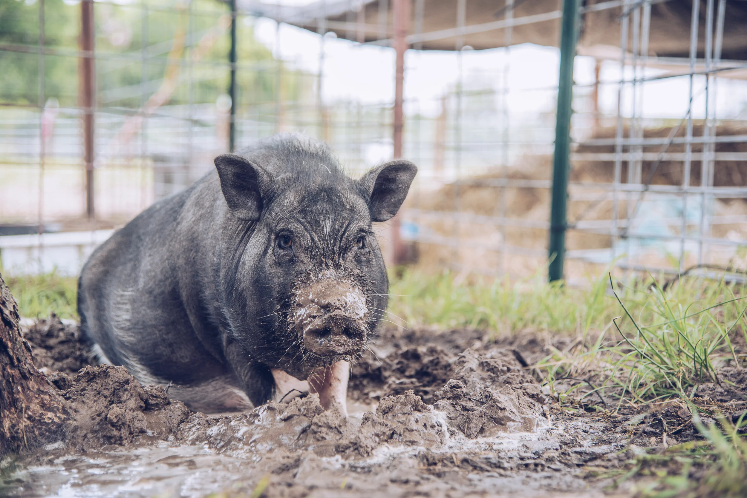 Micro Pig Myth — Central Texas Pig Rescue