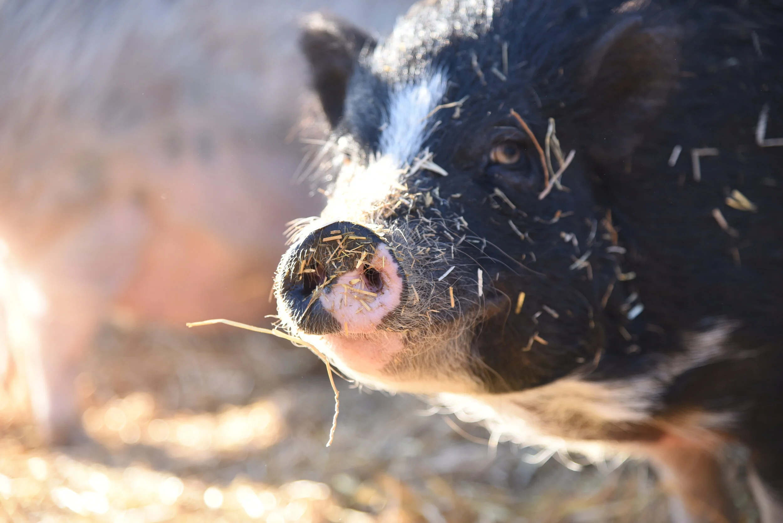 The Best Vegan Restaurants in Austin — Central Texas Pig Rescue