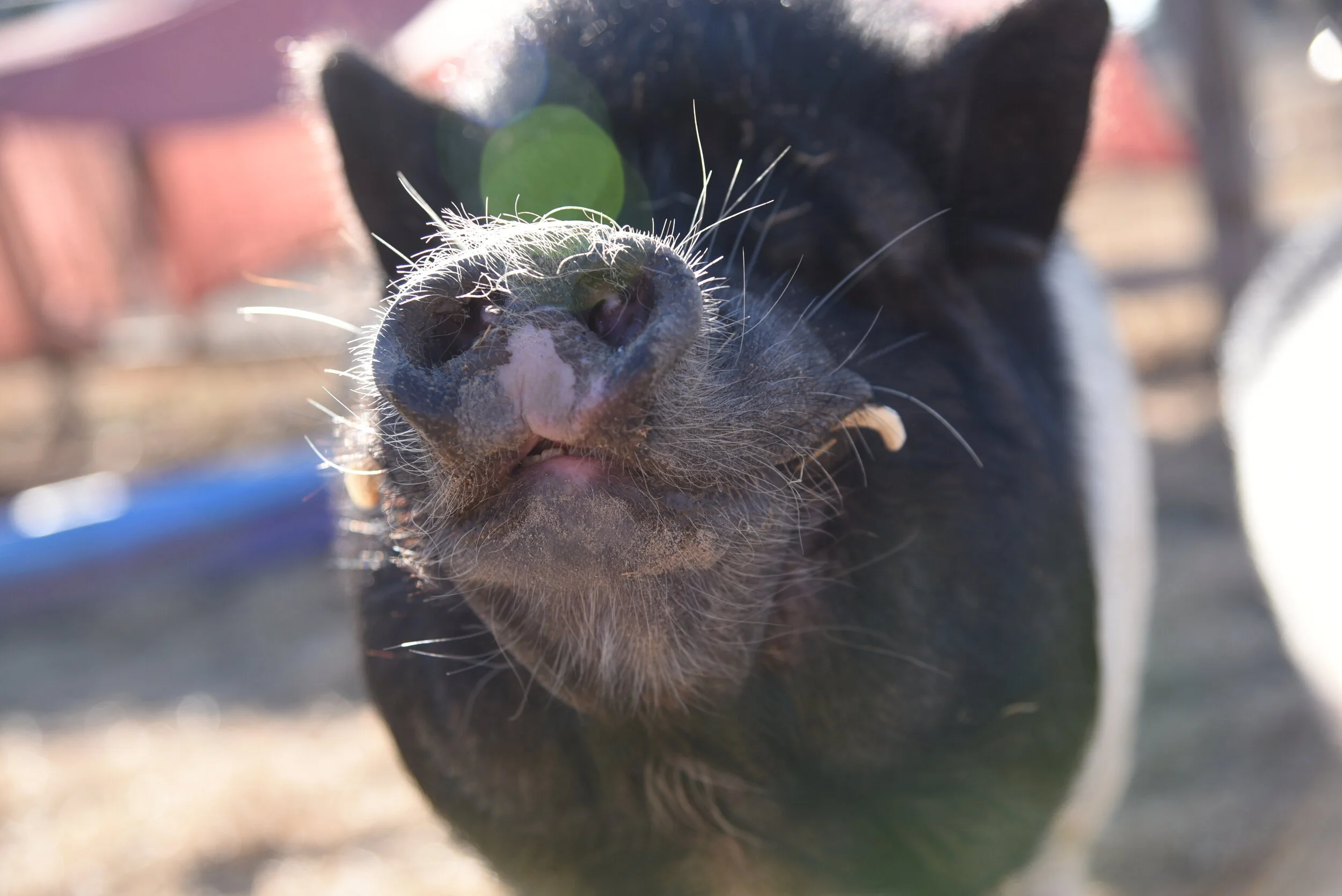Central Texas Pig Rescue