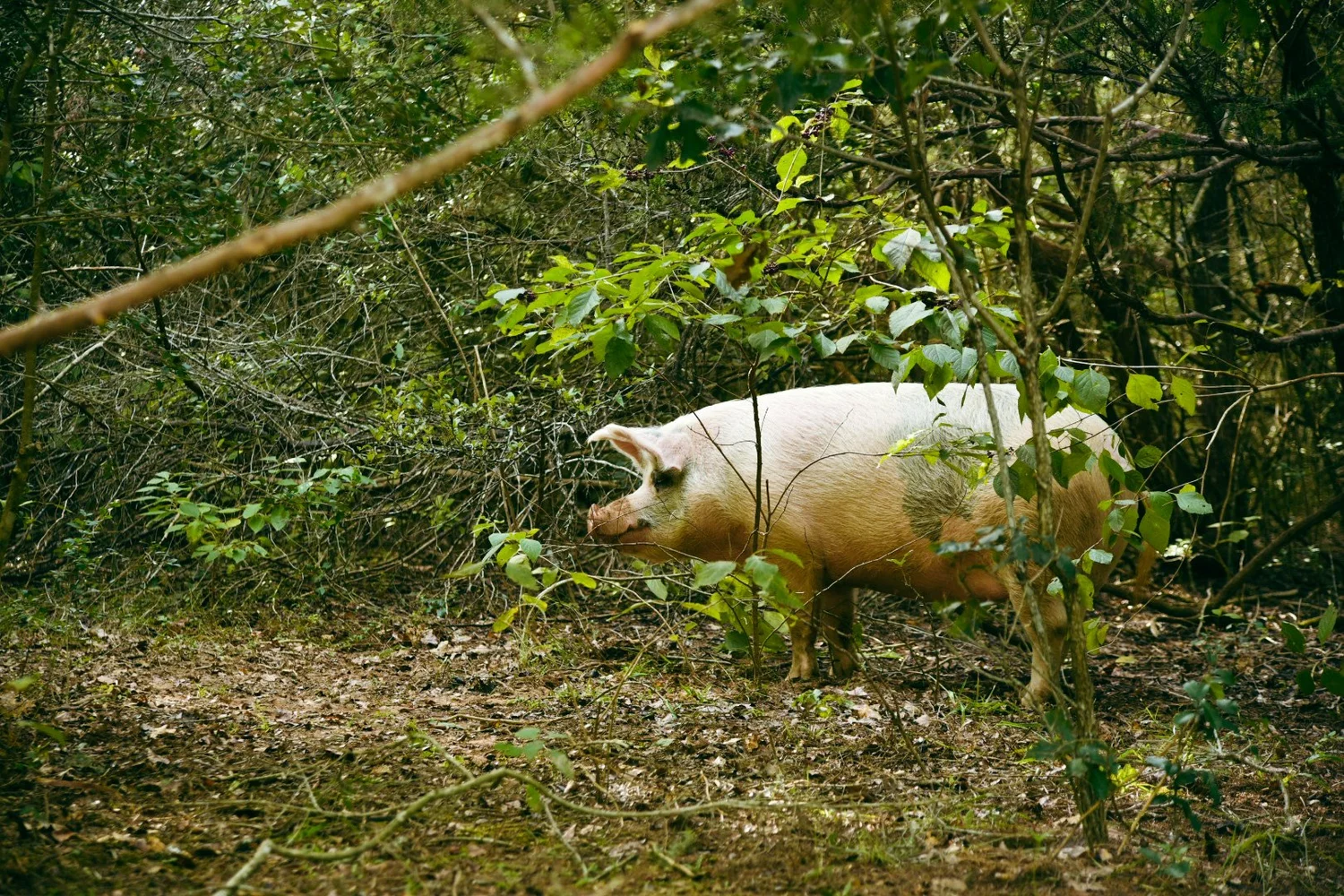 Central Texas Pig Rescue