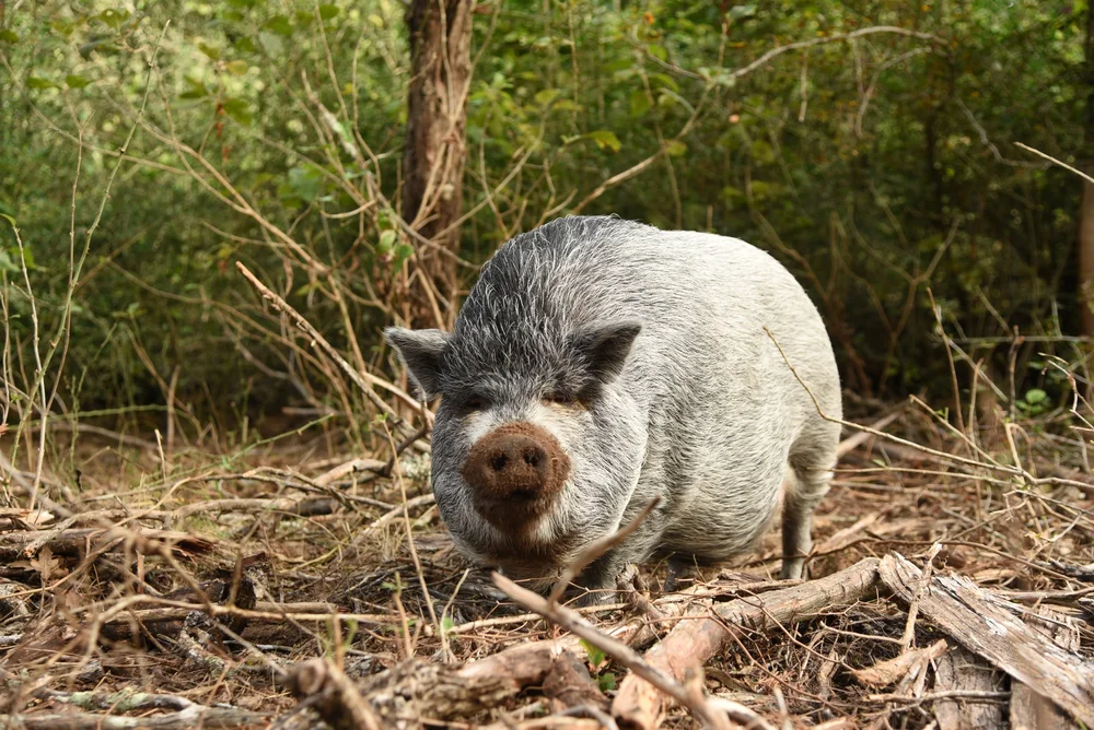 Contact 2 — Central Texas Pig Rescue